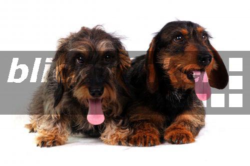 blickwinkel - Rauhhaardackel, Rauhhaar-Dackel, Rauhaardackel, Rauhaar ...