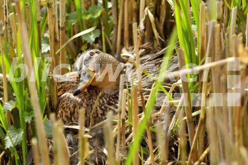 blickwinkel - Stockente, Stock-Ente (Anas platyrhynchos), liegt auf dem ...