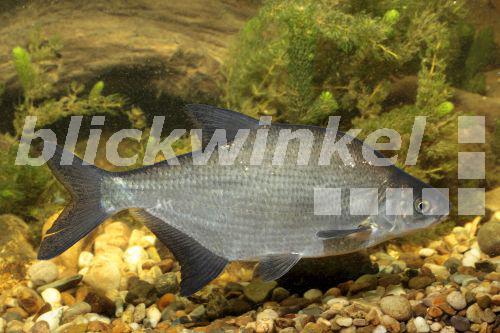 blickwinkel - Blei, Brachsen, Brassen, Brasse, Bresen, Brachsme ...