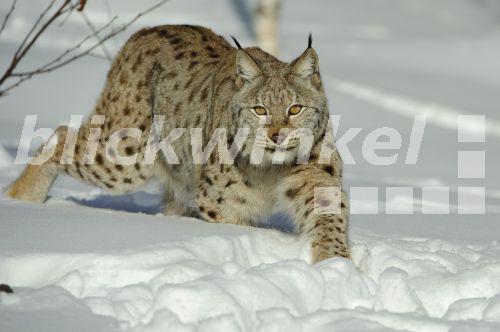 blickwinkel - Eurasischer Luchs, Europaeischer Luchs (Lynx lynx ...
