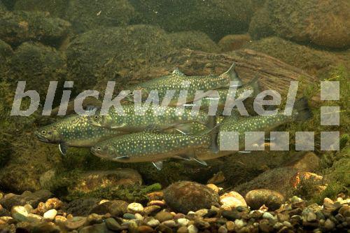 blickwinkel - Bachsaibling, Bach-Saibling, Amerikanischer Saibling ...