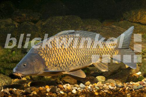 blickwinkel - Karpfen, Flusskarpfen, Fluss-Karpfen, Wildkarpfen, Wild ...