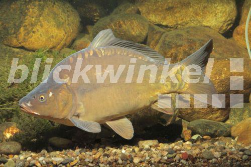blickwinkel - Karpfen, Flusskarpfen, Fluss-Karpfen, Wildkarpfen, Wild ...