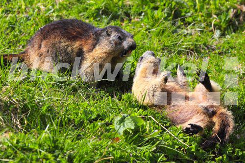blickwinkel - Alpenmurmeltier, Alpen-Murmeltier (Marmota marmota), zwei ...
