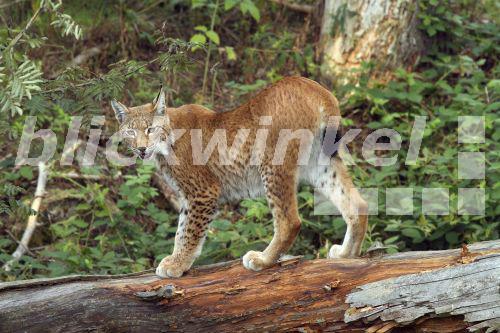 blickwinkel - Eurasischer Luchs, Europaeischer Luchs (Lynx lynx), steht ...