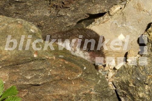 blickwinkel - Feldspitzmaus, Feld-Spitzmaus (Crocidura leucodon ...