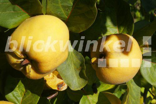 blickwinkel - Quittenbaum, Quitten-Baum (Cydonia oblonga), Fruechte am ...