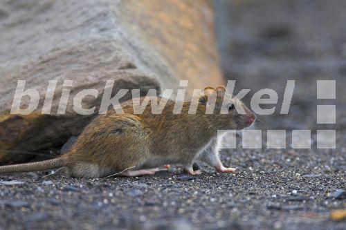 blickwinkel - Wanderratte, Wander-Ratte (Rattus norvegicus), sitzt an ...