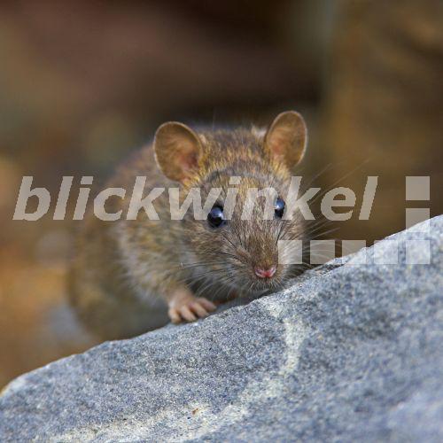 blickwinkel - Wanderratte, Wander-Ratte (Rattus norvegicus), Jungtier ...