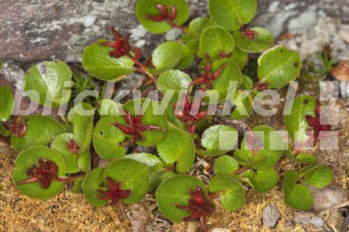 blickwinkel - Kraut-Weide, Krautweide, Krautige Weide, Zwergweide ...