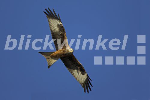 blickwinkel - Rotmilan, Rot-Milan, Roter Milan, Gabelweihe, Gabel-Weihe ...