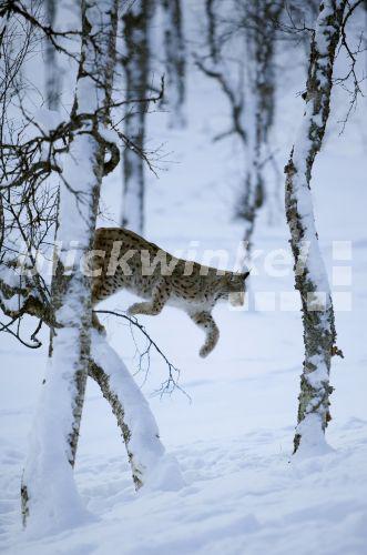 blickwinkel - Eurasischer Luchs, Europaeischer Luchs (Lynx lynx ...