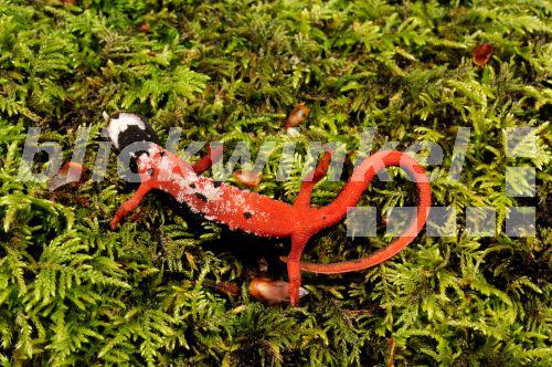 blickwinkel - Brillensalamander, Brillen-Salamander, Suedlicher ...