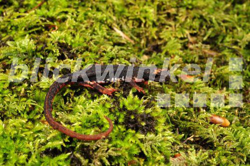 blickwinkel - Brillensalamander, Suedlicher Brillensalamander ...
