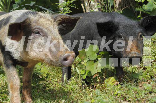 blickwinkel - Hausschwein, Haus-Schwein (Sus scrofa f. domestica), zwei ...