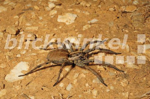 blickwinkel - Tarantel (Lycosa sp.), sitzt am Boden, Kroatien, Istrien ...