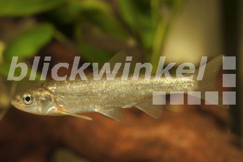 blickwinkel - Italienischer Stroemer (Telestes muticellus) - Italian ...