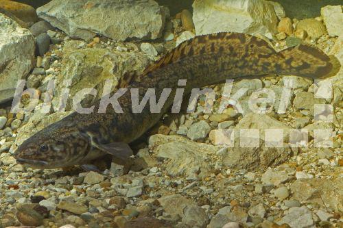 blickwinkel - Quappe, Rutte, Truesche, Aalrutte (Lota lota), am Boden ...