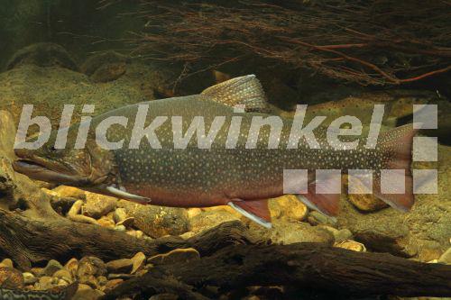 blickwinkel - Seesaibling, See-Saibling, Wandersaibling, Wander ...