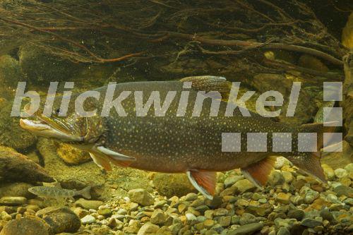 blickwinkel - Seesaibling, See-Saibling, Wandersaibling, Wander ...