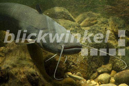 blickwinkel - Europaeischer Wels, Flusswels, Wels, Waller, Schaiden ...
