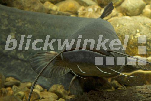 blickwinkel - Europaeischer Wels, Flusswels, Wels, Waller, Schaiden ...