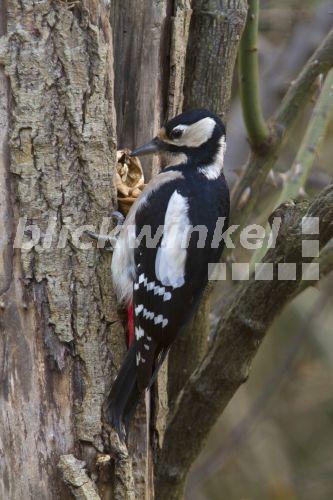 blickwinkel - Buntspecht, Grosser Buntspecht, Rotspecht, Schildspecht ...