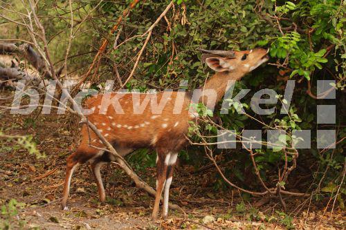 blickwinkel - Buschbock, Busch-Bock (Tragelaphus scriptus), Bock frisst ...