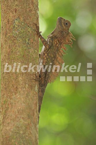 blickwinkel - Blauaugen-Winkelkopfagame, Blauaugenwinkelkopfagame ...