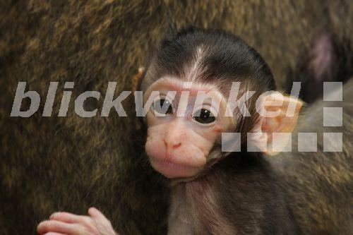 blickwinkel - Javaneraffe, Javaner-Affe, Langschwanzmakak, Langschwanz ...