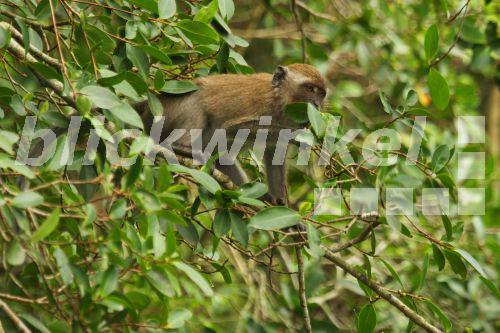 blickwinkel - Javaneraffe, Javaner-Affe, Langschwanzmakak, Langschwanz ...