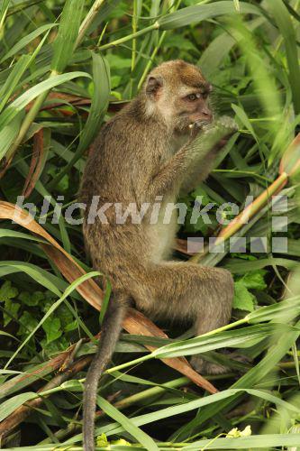 blickwinkel - Javaneraffe, Javaner-Affe, Langschwanzmakak, Langschwanz ...