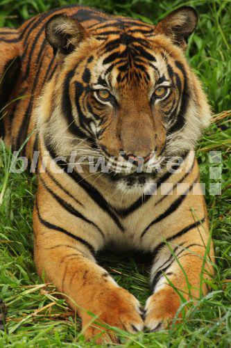 blickwinkel - Malaysia-Tiger, Malaysiatiger, Malaysischer Tiger ...