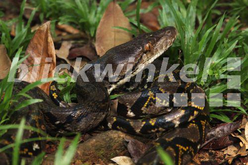 blickwinkel - Netzpython, Netz-Python (Python reticulatus), liegt ...