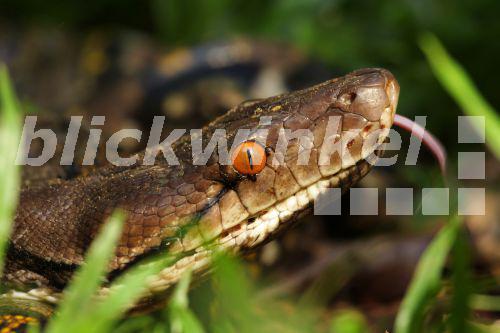 blickwinkel - Netzpython, Netz-Python (Python reticulatus), zuengelnd ...
