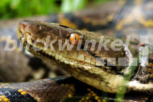 blickwinkel - Netzpython, Netz-Python (Python reticulatus), Portraet ...