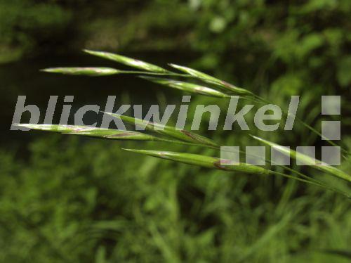 blickwinkel - Wehrlose Trespe, Unbegrannte Trespe (Bromus inermis ...