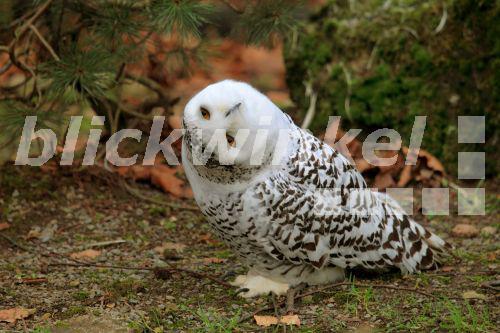 blickwinkel - Schnee-Eule, Schneeeule (Strix scandiaca, Nyctea ...
