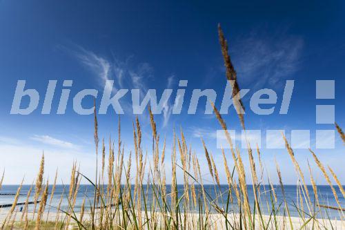 blickwinkel - Strandhafer, Strand-Hafer (Ammophila arenaria), Duenen an ...