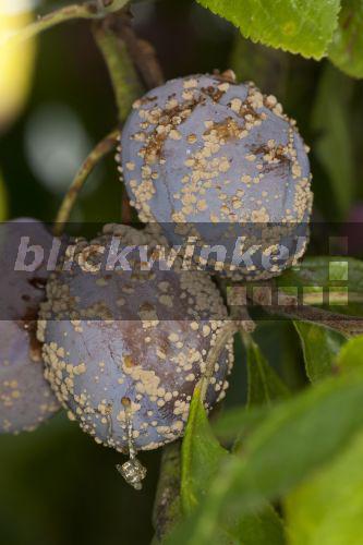 blickwinkel - Fruchtfaeule, Frucht-Faeule (Monilia fructigena ...