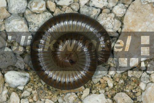 blickwinkel - Tausendfuesser, Tausendfuessler (Pachyiulus varius ...