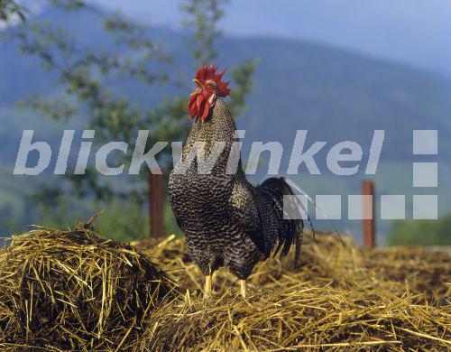 blickwinkel - Haushuhn (Gallus gallus f. domestica), Hahn kraeht auf ...