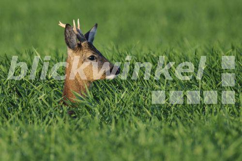 blickwinkel - Europaeisches Reh (Capreolus capreolus), Kopf eines ...
