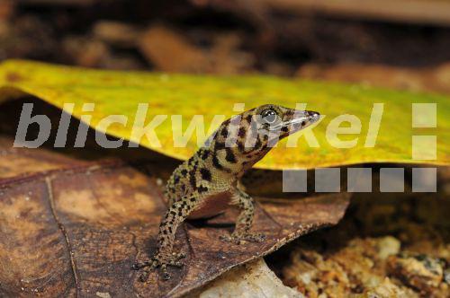 blickwinkel - Bay Island-Kugelfingergecko (Sphaerodactylus rosaurae ...