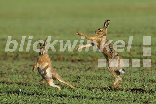 blickwinkel - Europaeischer Hase, Europaeischer Feldhase (Lepus ...