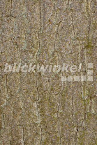 blickwinkel - Gemeine Esche, Gewoehnliche Esche (Fraxinus excelsior ...