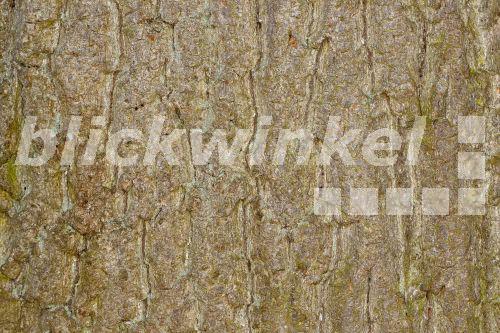 blickwinkel - Gemeine Esche, Gewoehnliche Esche (Fraxinus excelsior ...