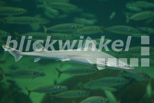 blickwinkel - Weissgefleckter Glatthai, Noerdlicher Glatthai ...