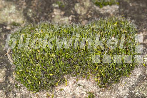 blickwinkel - Kissenmoos, Kissen-Moos, Polster-Kissenmoos ...