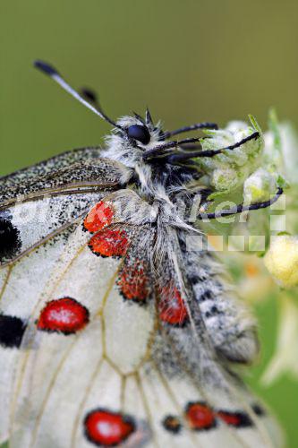 blickwinkel - Apollofalter, Roter Apollo (Parnassius apollo), beim ...